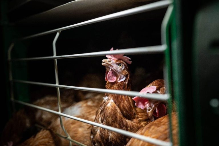 Commission accelerates transition away from animal testing in chemical ...