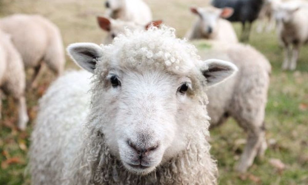 Big victory for animals: Animal welfare included in new Commissioner’s ...