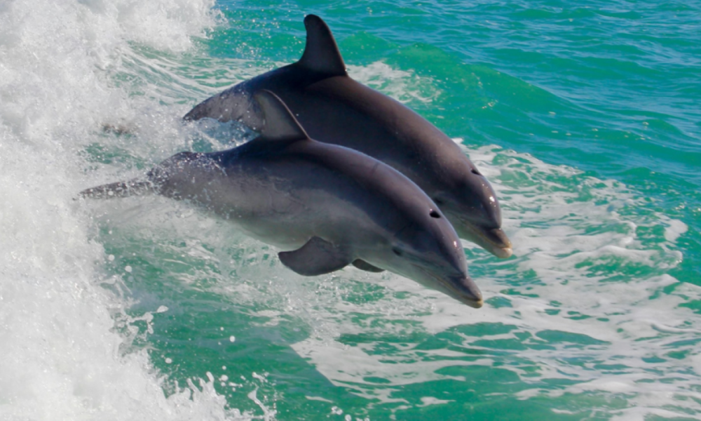 Dolphinariums to be banned across Belgium - EU Reporter