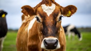 Contrasting changes in animal production forecast - EU Reporter