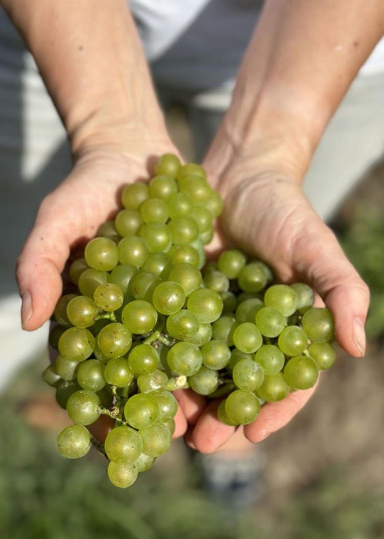Make Europe Grape Again – with new wine rules favouring both buyers and ...