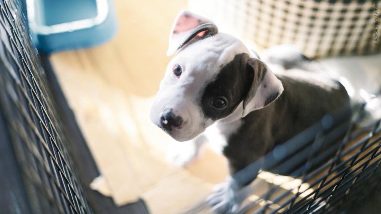 MEPs propose stricter rules on dog and cat welfare and traceability ...